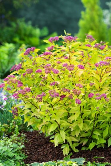 Spiraea japonica 'Firelight' C1.3 25-30 cm